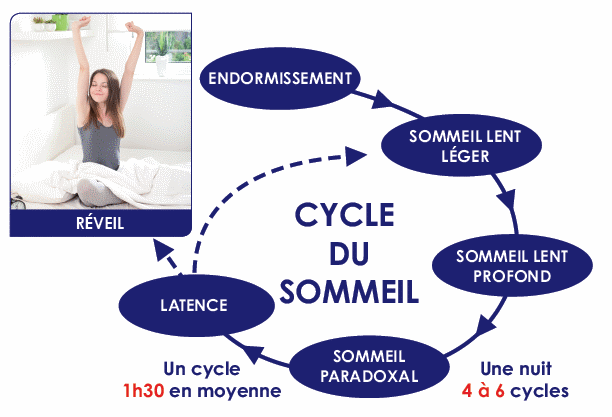 Mieux connaître son sommeil : les différents cycles du sommeil | Actus ...